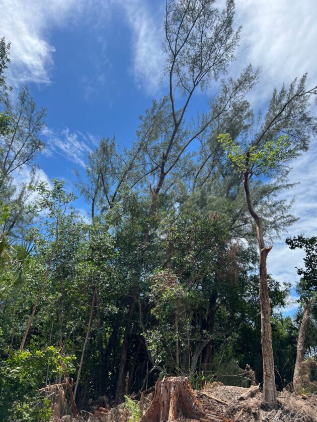 Australian pine is exotic, extremely invasive tree - SANIBEL-CAPTIVA ...